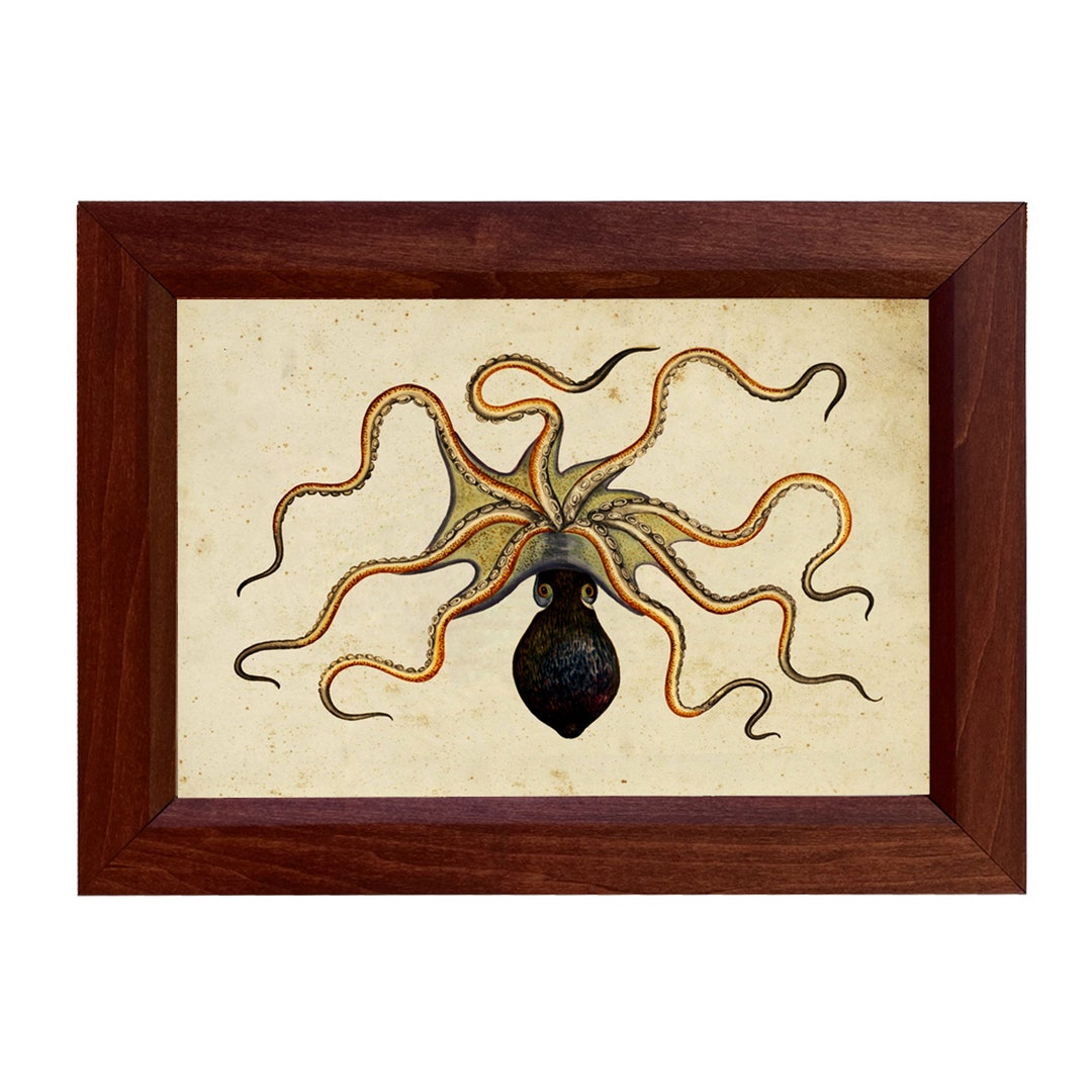 Octopus Framed Vintage Print Reproduction, Coastal, Beach House ...