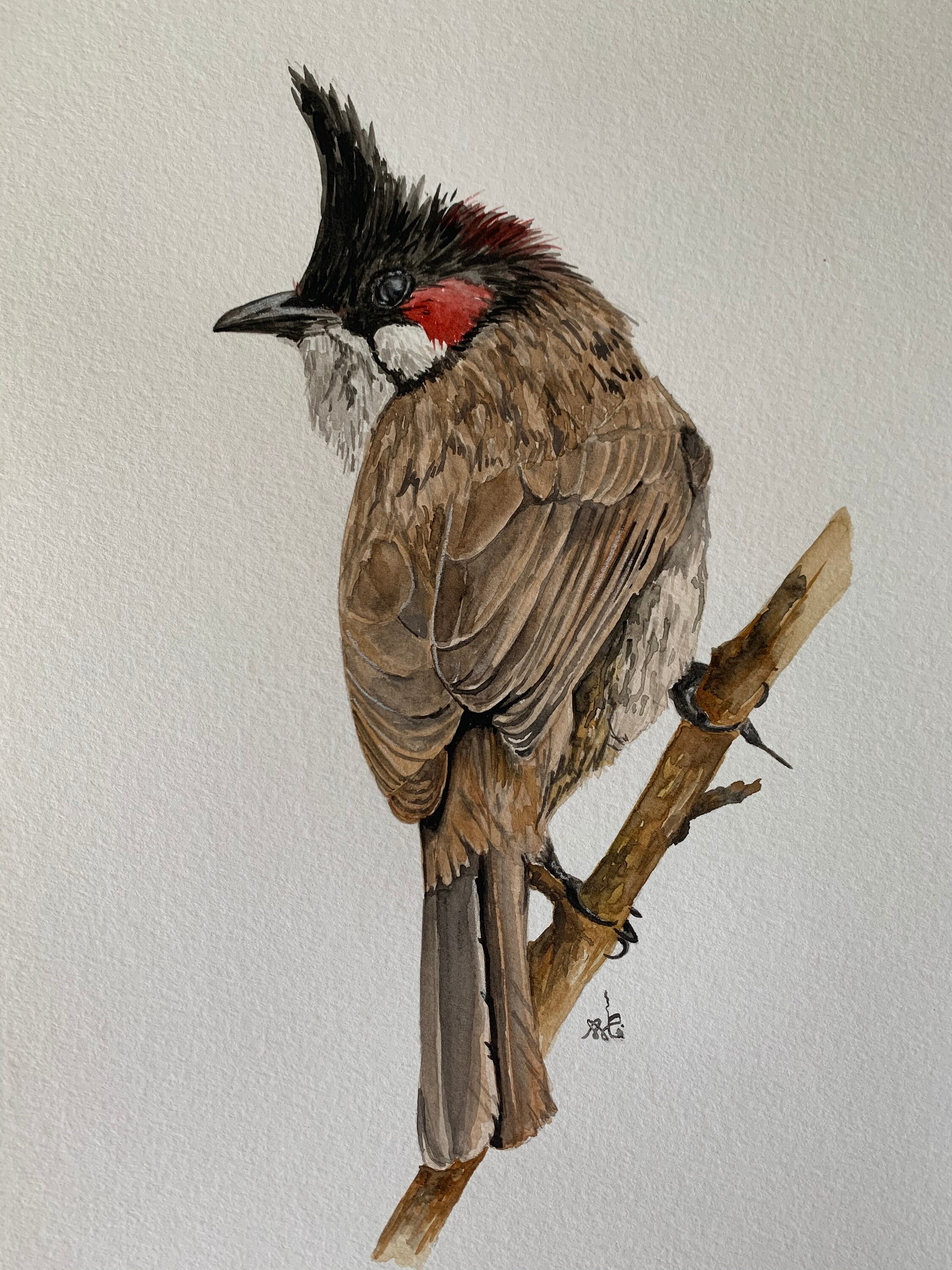Original watercolor painting of nightingale - Etsy.de