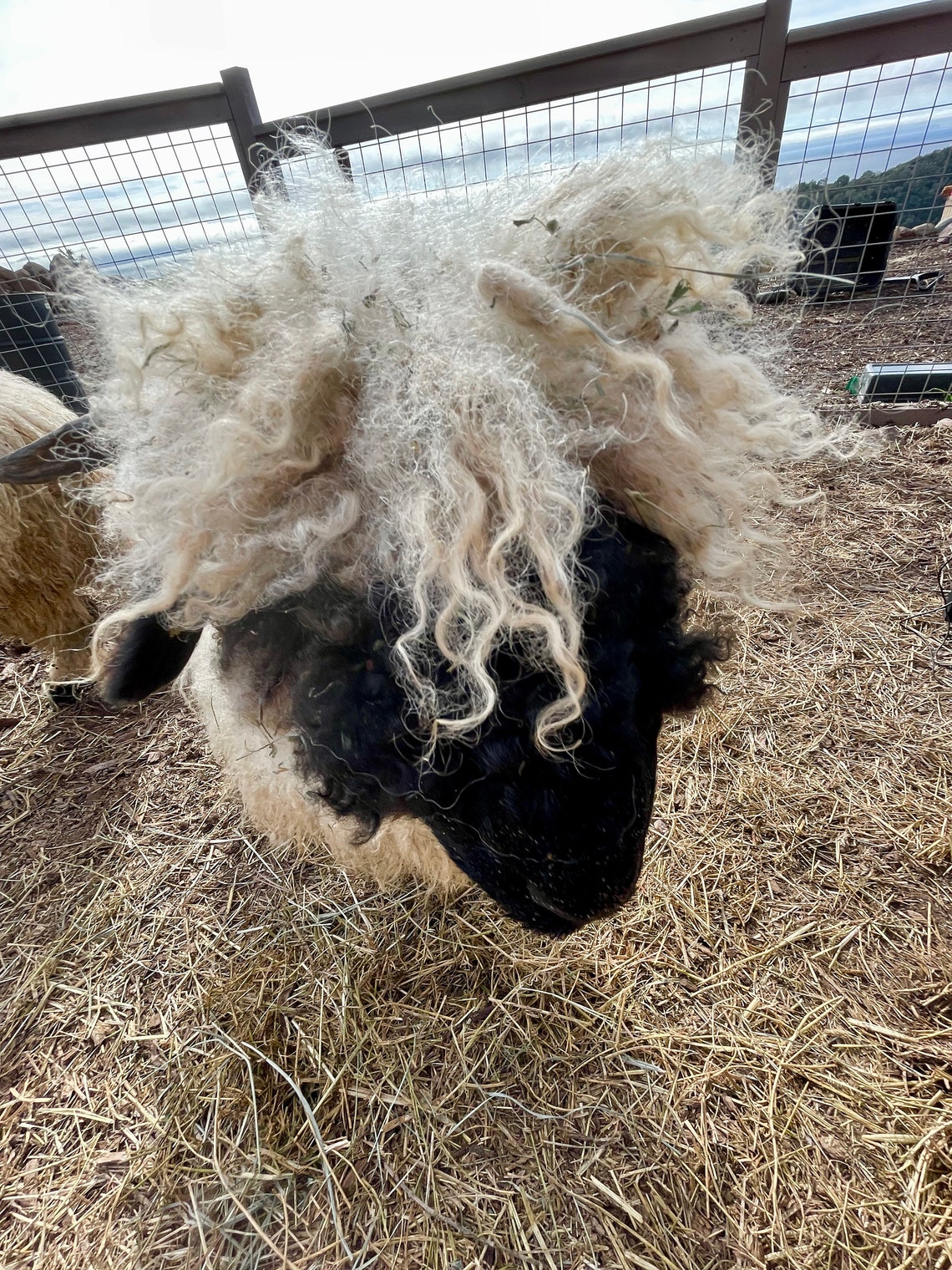 Valais Blacknose Sheep Raw Wool - Etsy