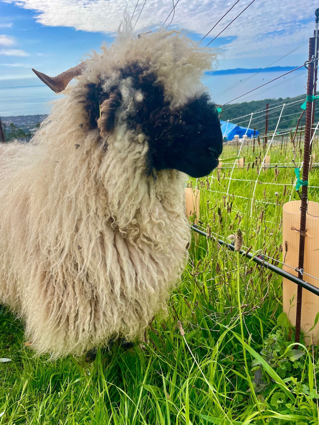 Valais Blacknose Sheep Raw Wool - Etsy