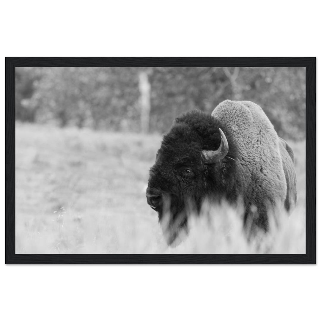 Majestic Male Bison Side Pose on Premium Matte Paper Wooden Framed ...