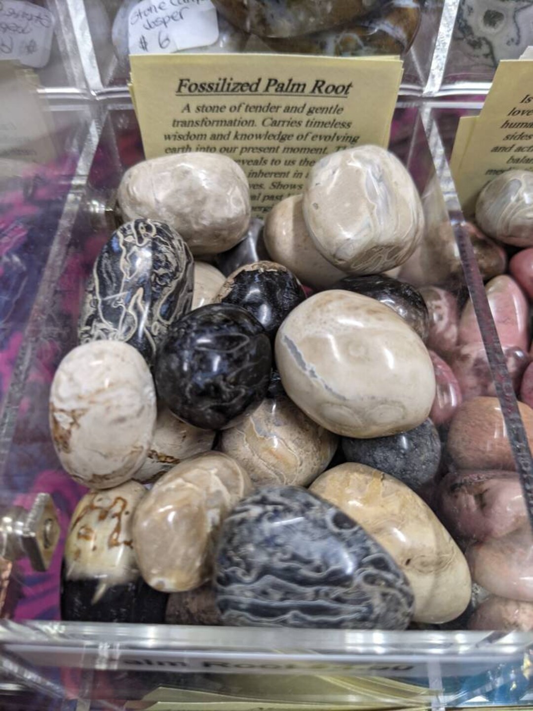 Fossilized Palm Root - Etsy