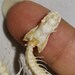 10-12inch Snake Skeleton Model Collection Snake Bone Specimen ...