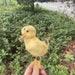 A Real Stuffed Chinese Yellow Duck Intact Animal Specimen Teaching ...