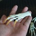 1PCS Real Fox Feet Articulated Bones Claws Paws Taxidermy Gift ...