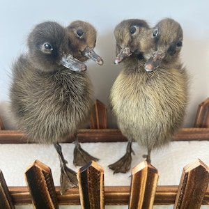 Thriller Strange 2 Headed 1：1 Duck Taxidermy Brown Duckling Oddity Home ...
