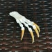 1PCS Real Fox Feet Articulated Bones Claws Paws Taxidermy Gift ...