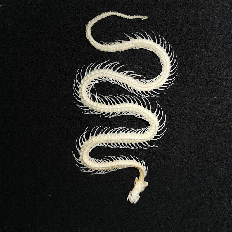 10-12inch Snake Skeleton Model Collection Snake Bone Specimen ...