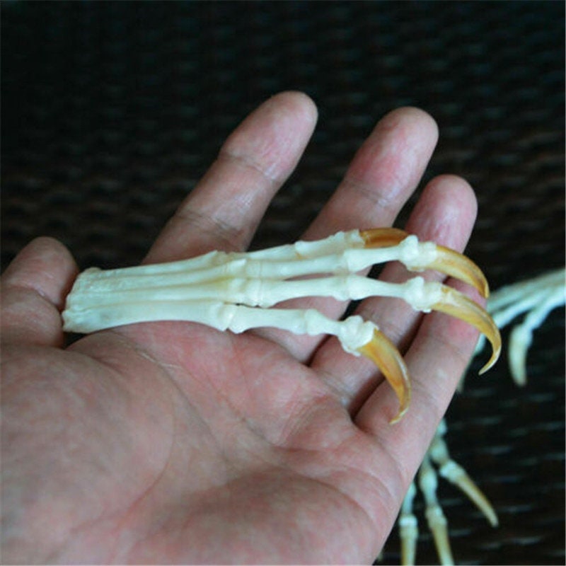 1PCS Real Fox Feet Articulated Bones Claws Paws Taxidermy Gift - Etsy