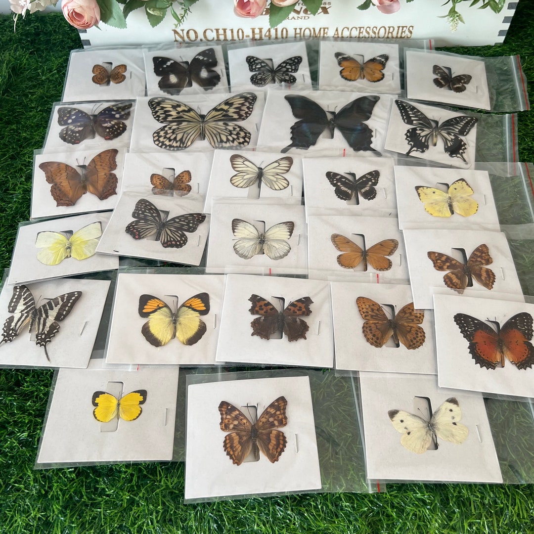 Butterfly Specimens Random Multi-type Handmade Wings Spread Collection ...
