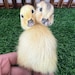 Thriller Strange 2 Headed 1：1 Duck Taxidermy Brown Duckling Oddity Home ...