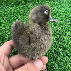 Thriller Strange 2 Headed 1：1 Duck Taxidermy Brown Duckling Oddity Home ...