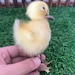 Thriller Strange 2 Headed 1：1 Duck Taxidermy Brown Duckling Oddity Home ...