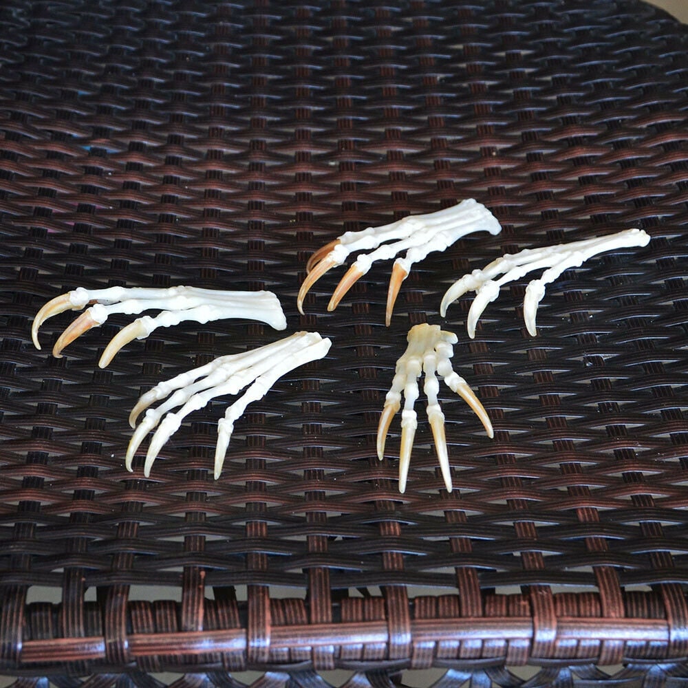 1PCS Real Fox Feet Articulated Bones Claws Paws Taxidermy Gift - Etsy