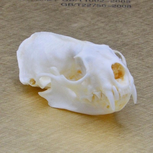 Exquisite Real Mink Skull Bone Specimen After Cleaned and - Etsy
