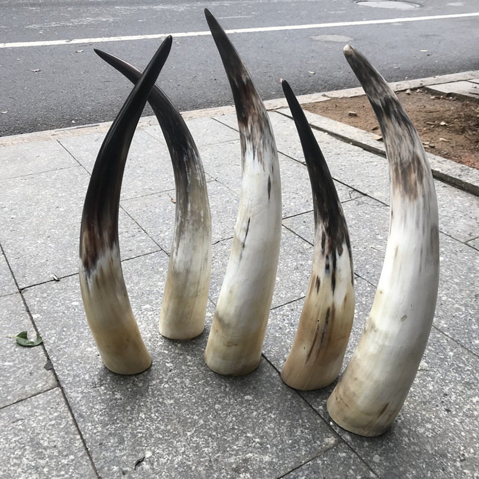 1PCS Hand-made Polished Ox Horn Skull Pure Natural Horns DIY - Etsy