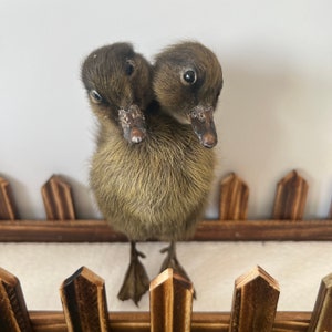 Thriller Strange 2 Headed 1：1 Duck Taxidermy Brown Duckling Oddity Home ...