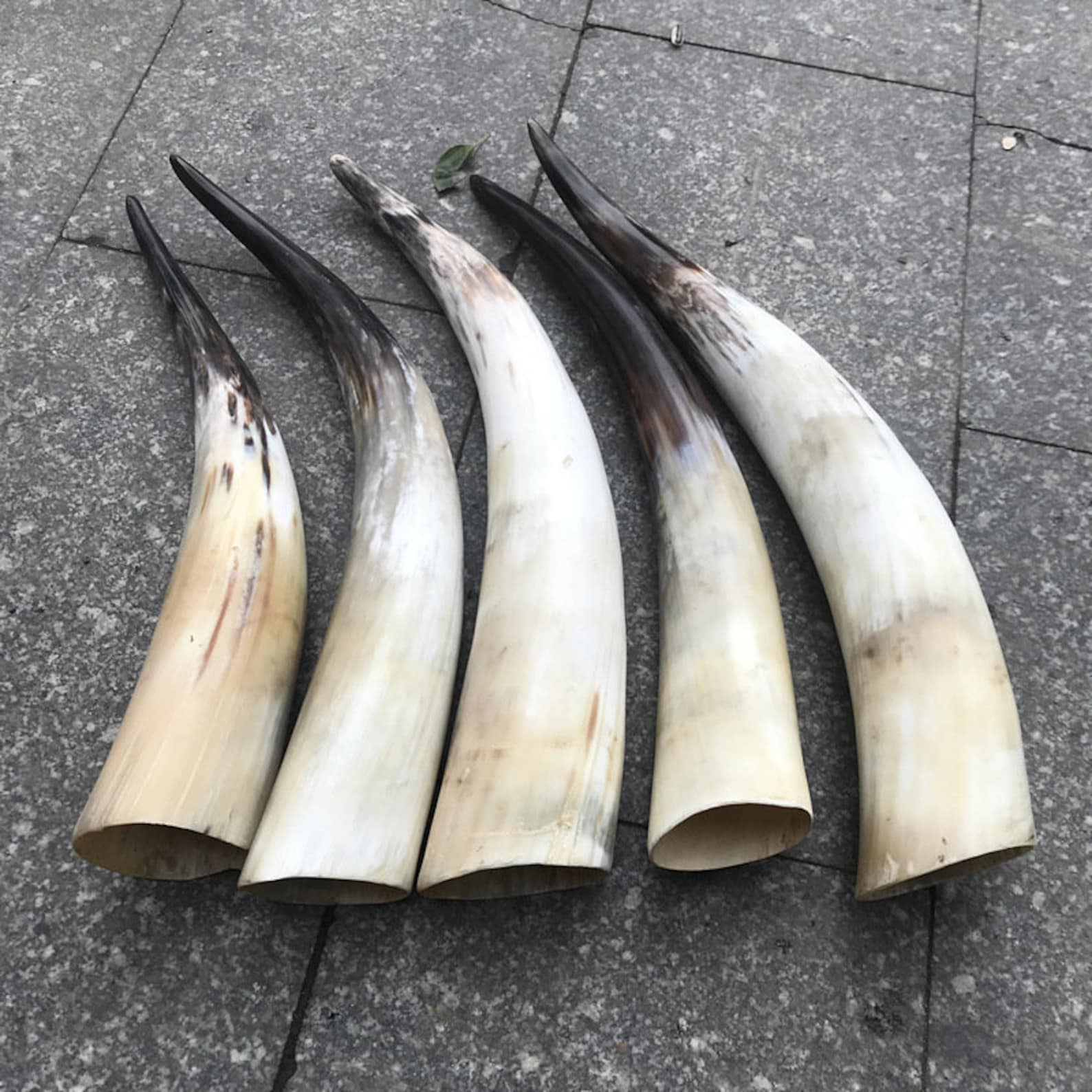 1PCS Hand-made Polished Ox Horn Skull Pure Natural Horns DIY Crafts ...