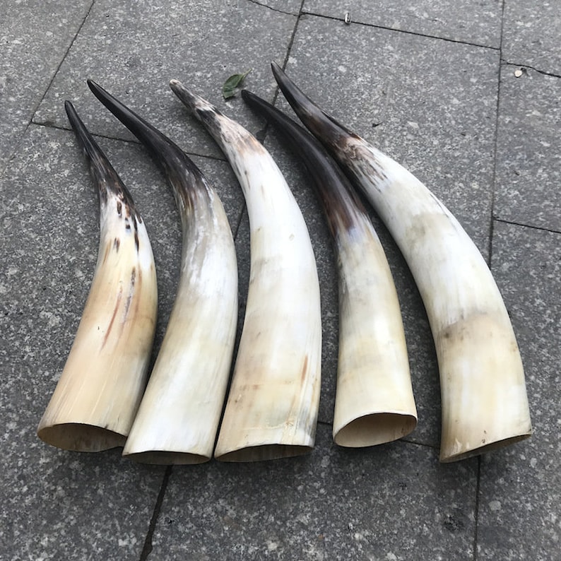 1PCS Hand-made Polished Ox Horn Skull Pure Natural Horns DIY - Etsy