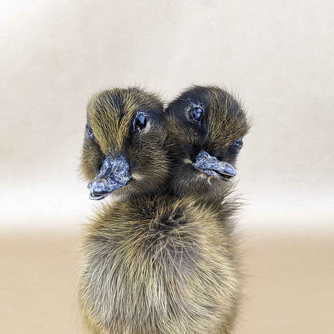 2 Headed Duck Taxidermy Brown Duckling Oddity Home Decor Surprise ...