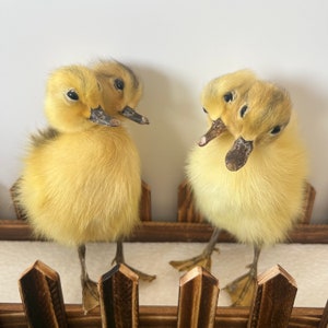 Thriller Strange 2 Headed 1：1 Duck Taxidermy Brown Duckling Oddity Home ...
