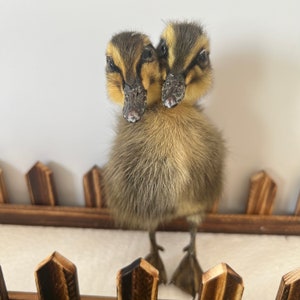 Thriller Strange 2 Headed 1：1 Duck Taxidermy Brown Duckling Oddity Home ...