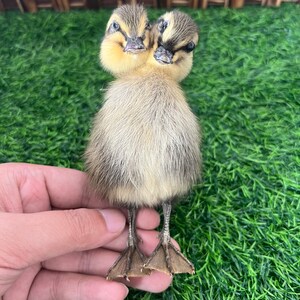 Thriller Strange 2 Headed 1：1 Duck Taxidermy Brown Duckling Oddity Home ...