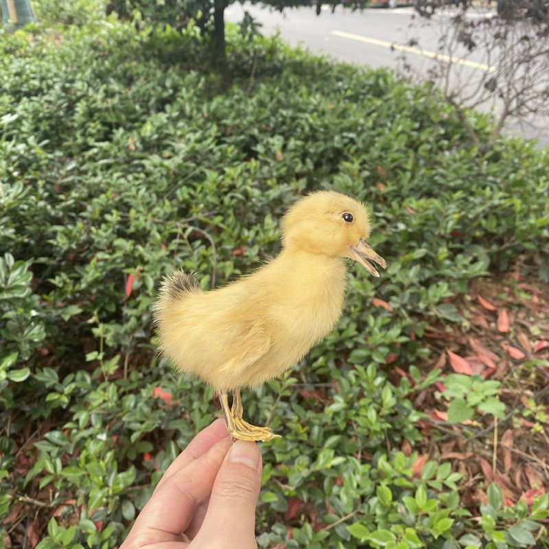 A Real Stuffed Chinese Yellow Duck Intact Animal Specimen Teaching ...
