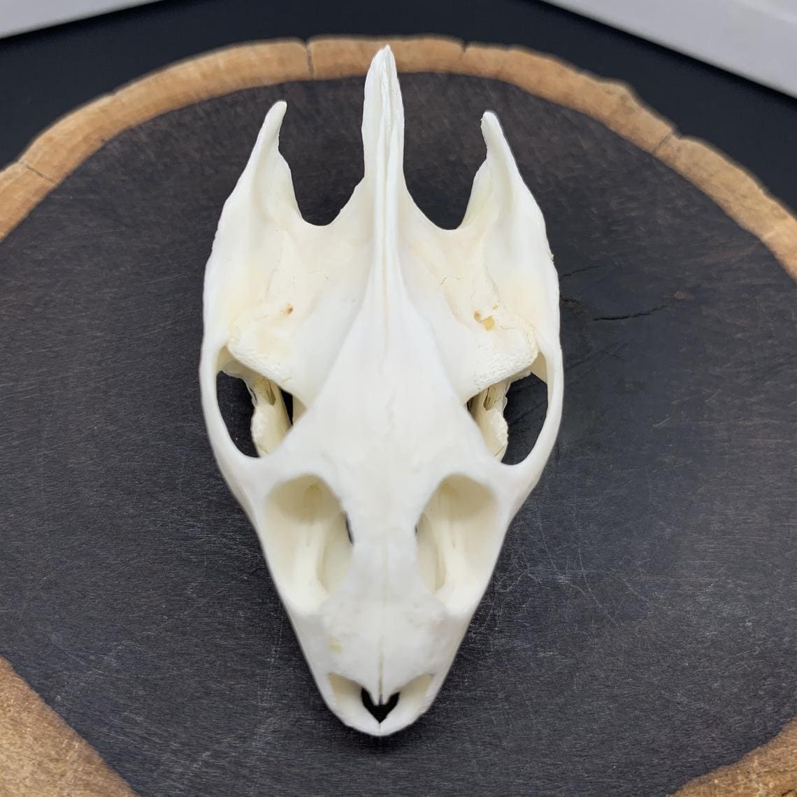 Wholesale Real Turtle skull bone specimen after cleaned and | Etsy