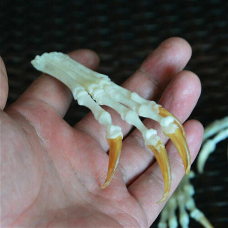 1PCS Real Fox Feet Articulated Bones Claws Paws Taxidermy Gift - Etsy