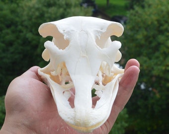 1PCS Real Fox Feet Articulated Bones Claws Paws Taxidermy Gift - Etsy