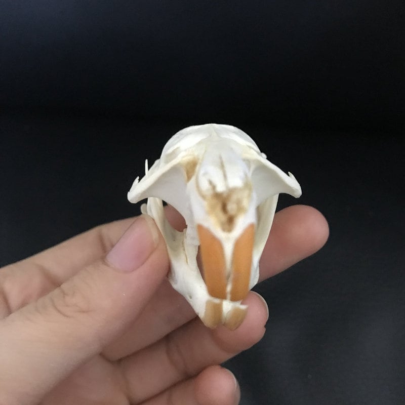 Wholesale Real Muskrat Skull Bone Specimen After Cleaned and - Etsy Canada