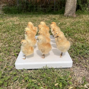 1pcs Taxidermy Filled Eurasian Chicken/chick Specimen Teaching ...
