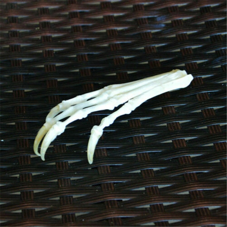 1PCS Real Fox Feet Articulated Bones Claws Paws Taxidermy Gift - Etsy