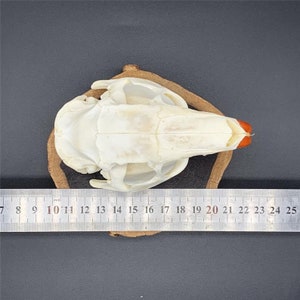 Wholesale Real Nutria Skull Bone Specimen After Cleaned and Bleached ...