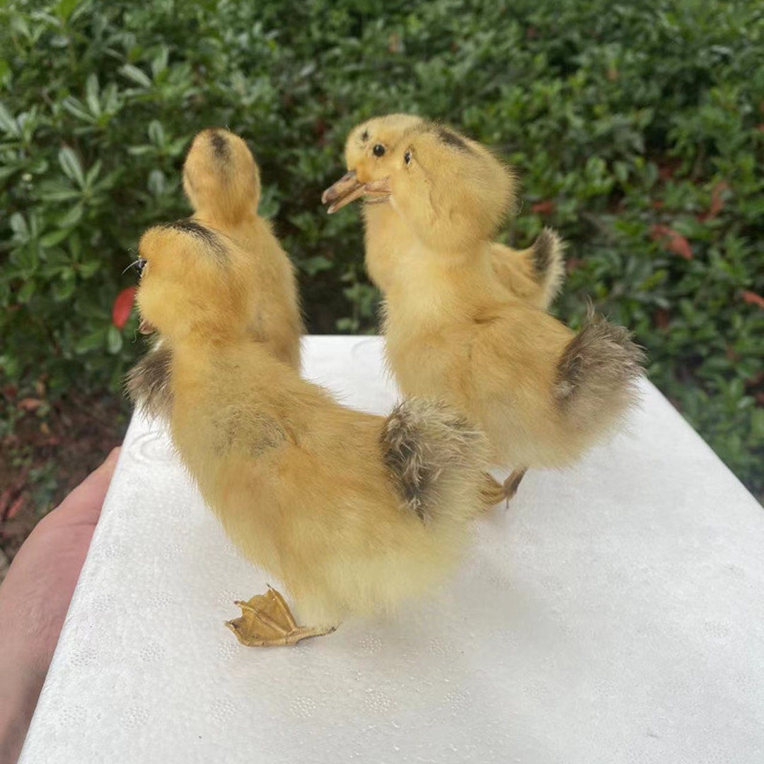 A Real Stuffed Chinese Yellow Duck Intact Animal Specimen Teaching ...
