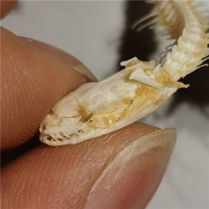 10-12inch Snake Skeleton Model Collection Snake Bone Specimen ...