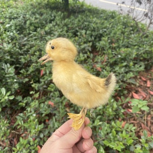 A Real Stuffed Chinese Yellow Duck Intact Animal Specimen Teaching ...