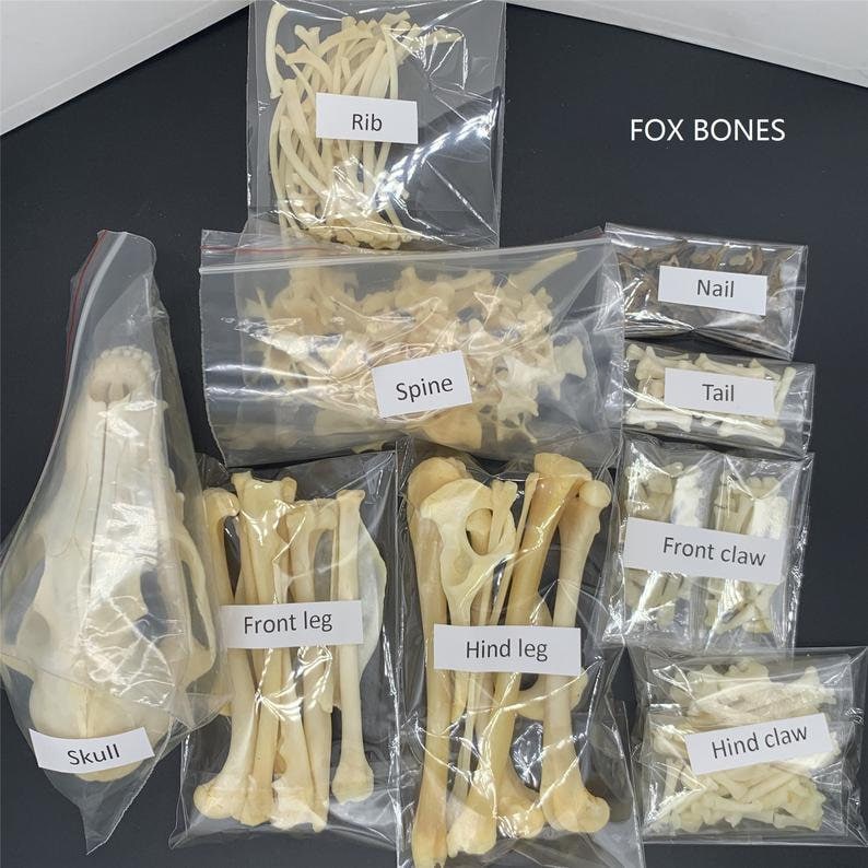 Wholesale Real Fox Complete Skull & Bones Specimen After - Etsy