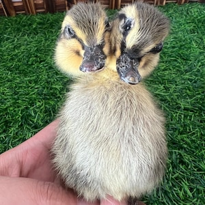 Thriller Strange 2 Headed 1：1 Duck Taxidermy Brown Duckling Oddity Home ...