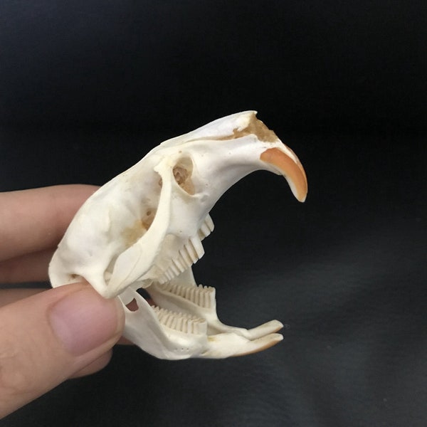 Muskrat Skull - Etsy