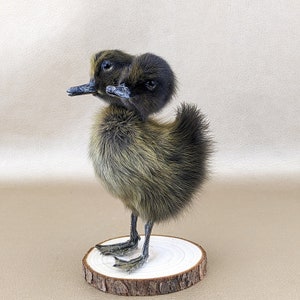 2 Headed Duck Taxidermy Brown Duckling Oddity Home Decor Surprise ...