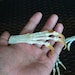 1PCS Real Fox Feet Articulated Bones Claws Paws Taxidermy Gift ...
