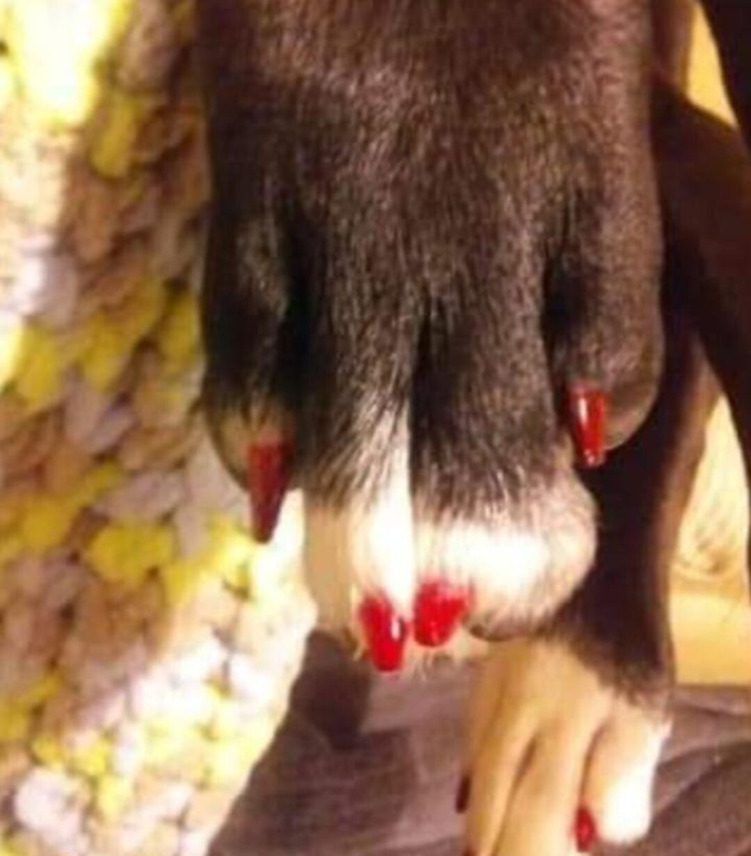 Frito Feet Paw Balm 1 Oz - Etsy