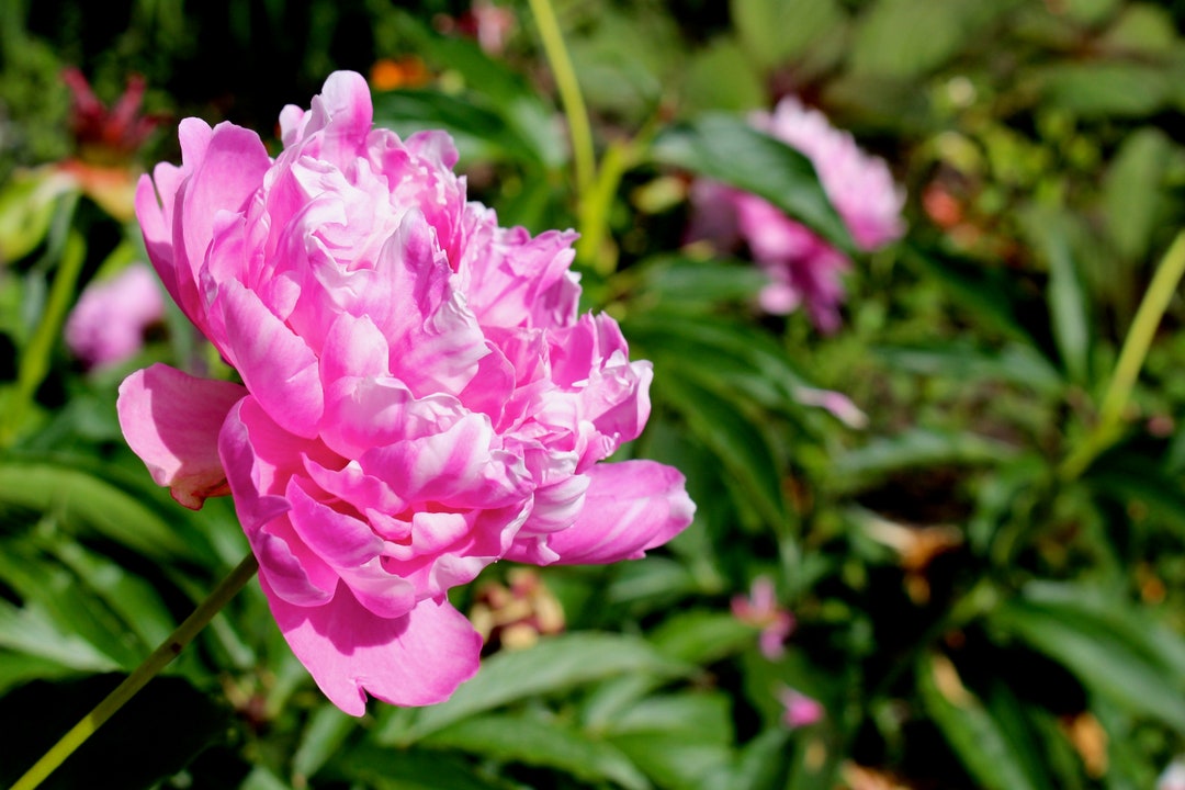 Close up Peony Flower Photograph - Etsy