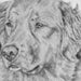Custom Pet Portrait in Graphite - Etsy