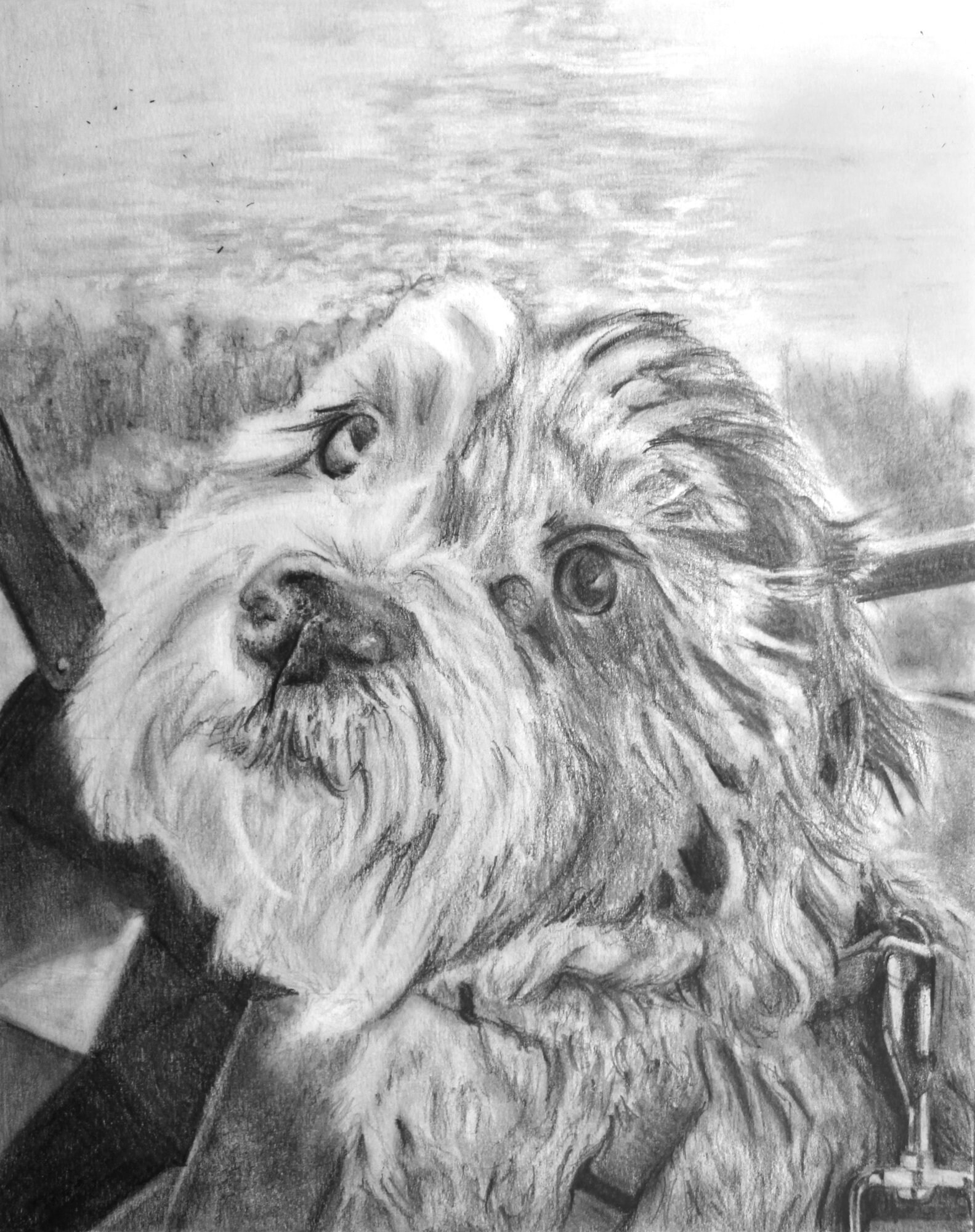 Custom Pet Portrait in Graphite - Etsy