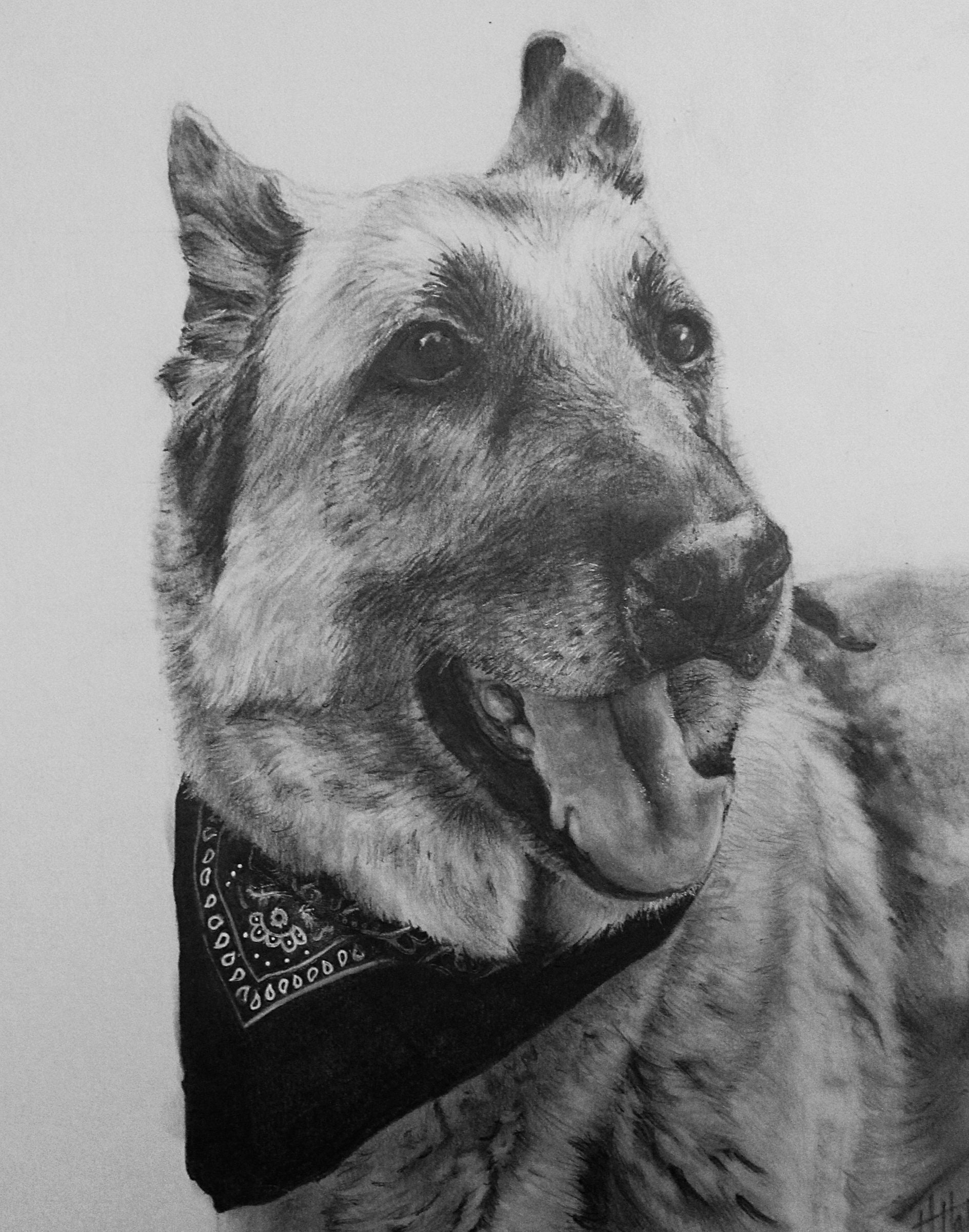 Custom Pet Portrait in Graphite - Etsy