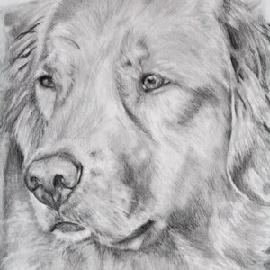 Custom Pet Portrait in Graphite - Etsy
