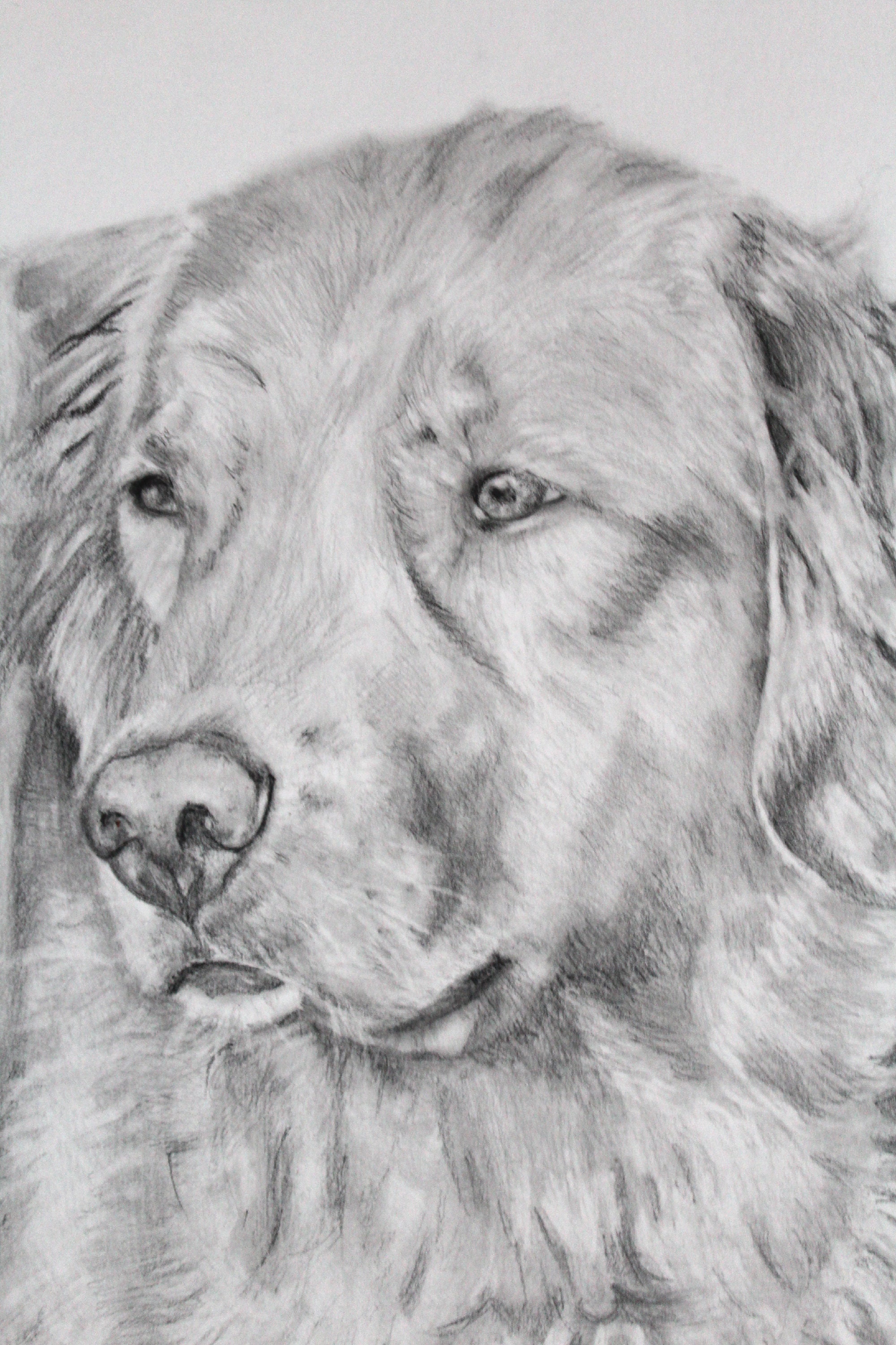 Custom Pet Portrait in Graphite - Etsy
